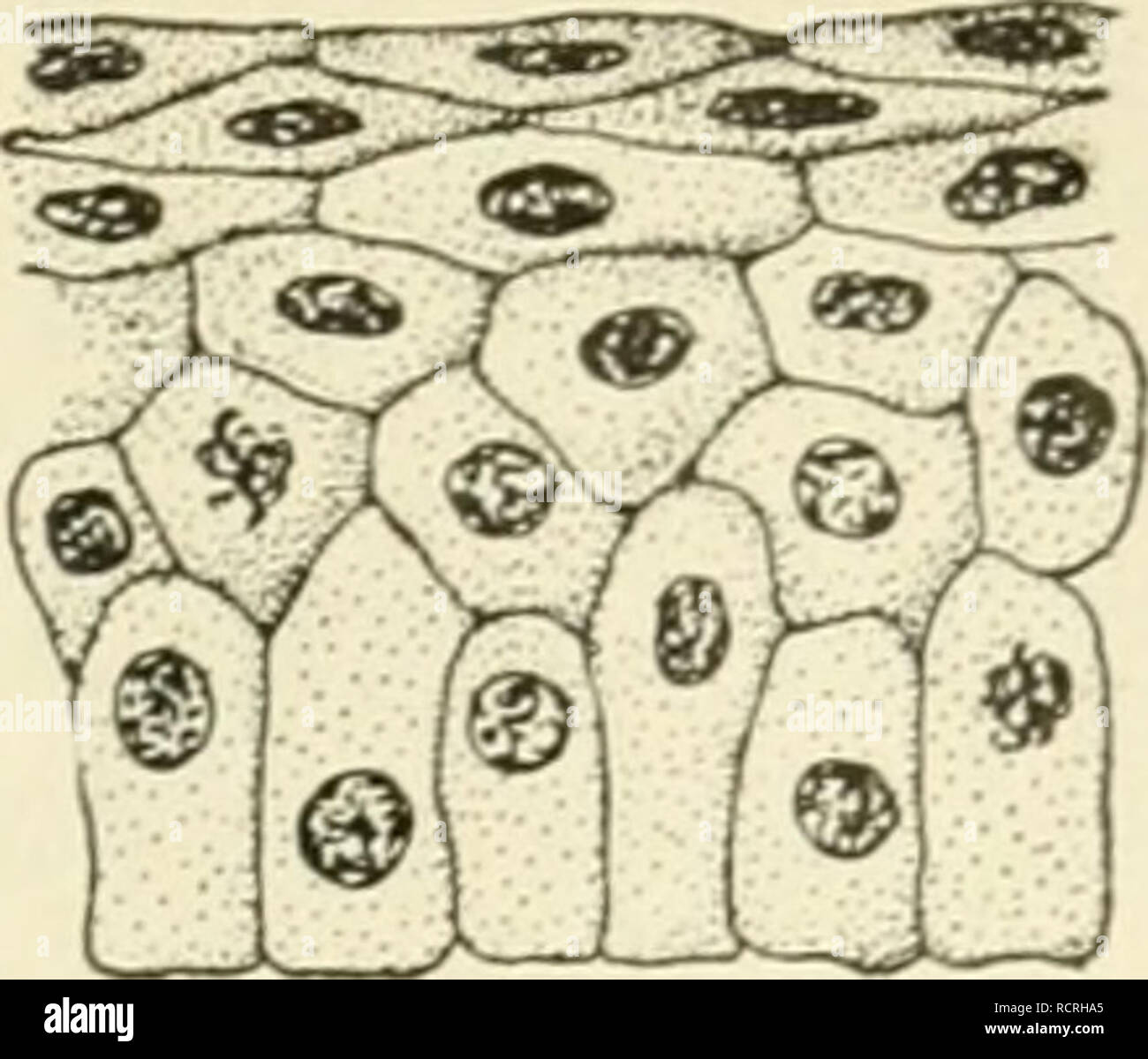 Epithelial Cells Stockfotos & Epithelial Cells Bilder - Alamy