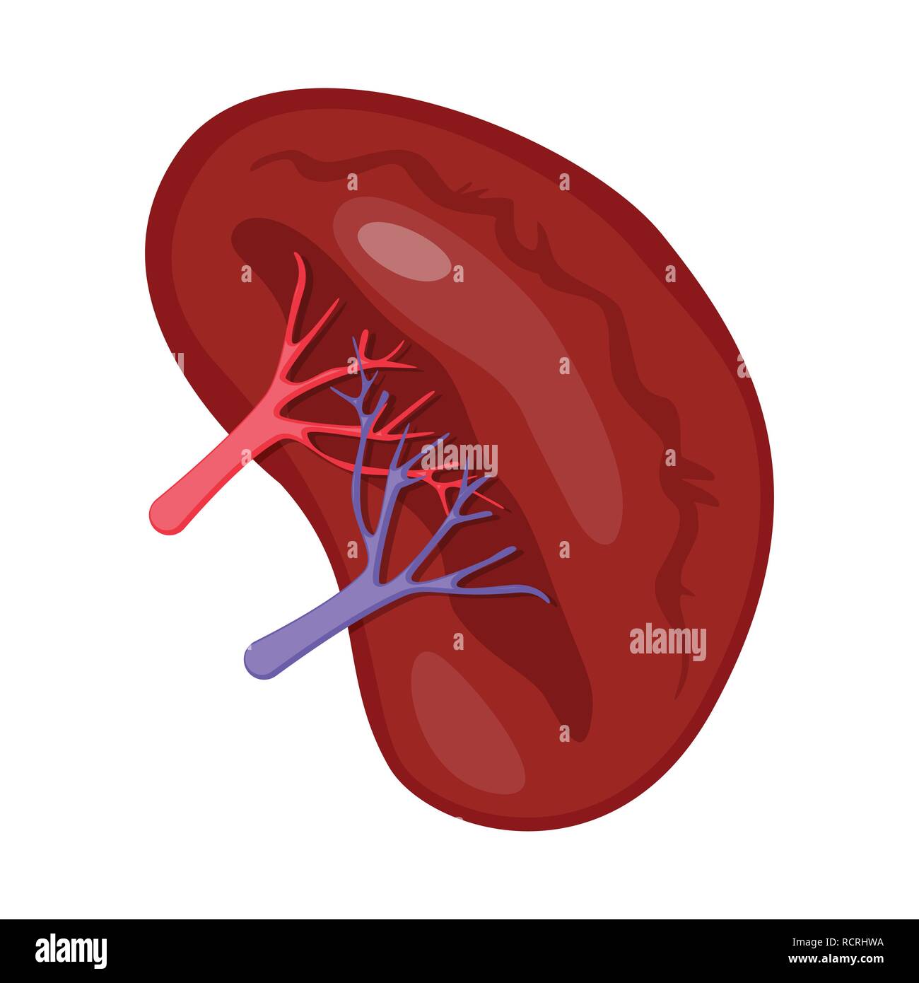 Vektor Design der Anatomie und Orgel Logo. Sammlung von Anatomie und ...