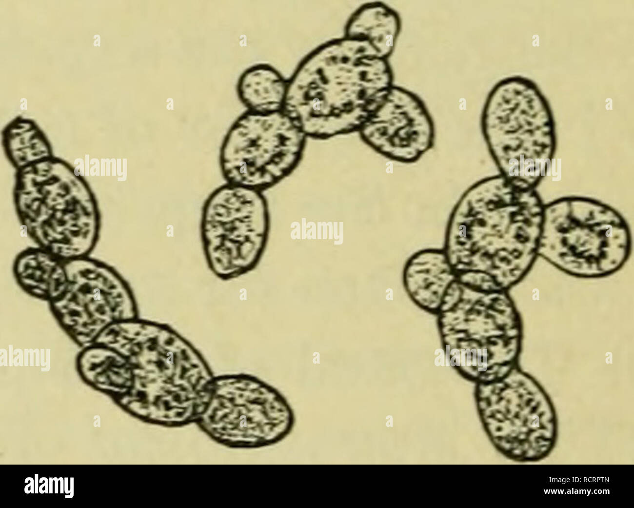 Yeast Cell Stockfotos & Yeast Cell Bilder - Alamy