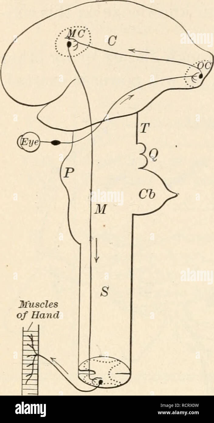 Elemente Der Biologie Ein Praktisches Lehrbuch Korrelation Von