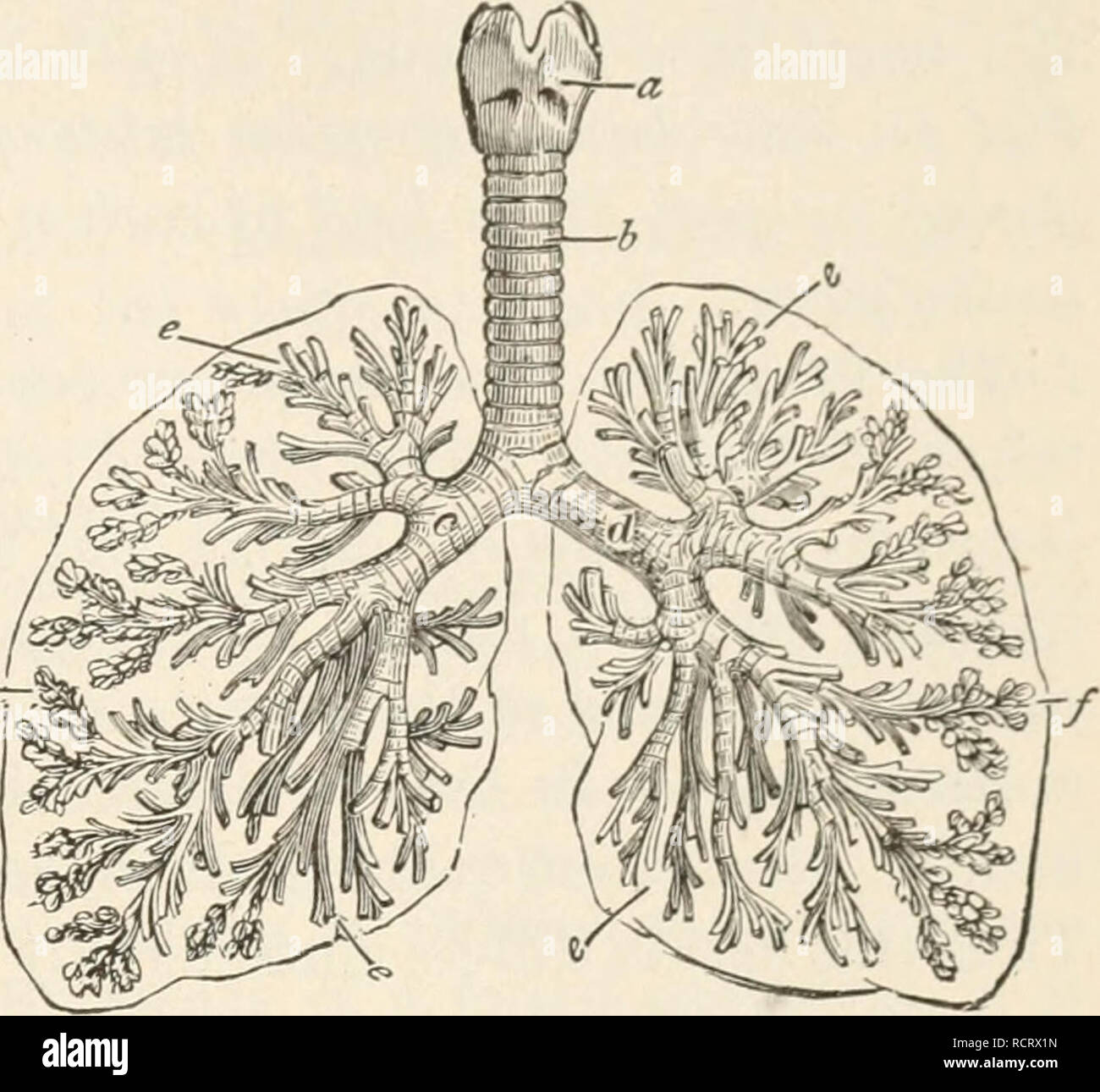 Bronchi bronchial tubes -Fotos und -Bildmaterial in hoher Auflösung – Alamy