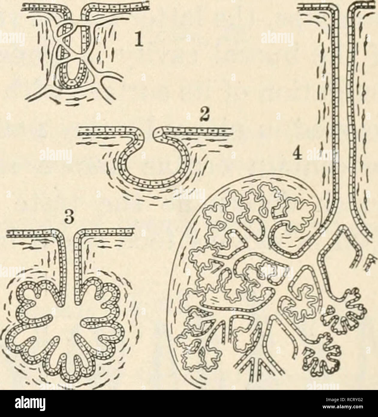 Elemente Der Biologie Ein Praktisches Lehrbuch Korrelation Von