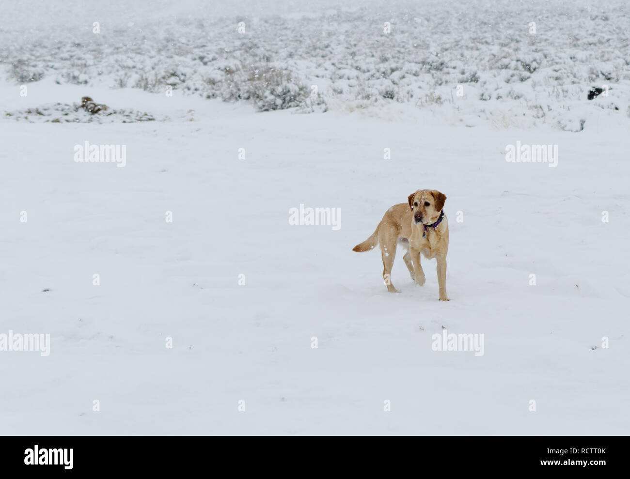 Gelber Labrador Retriever Stehend Stockfotos und -bilder Kaufen - Alamy