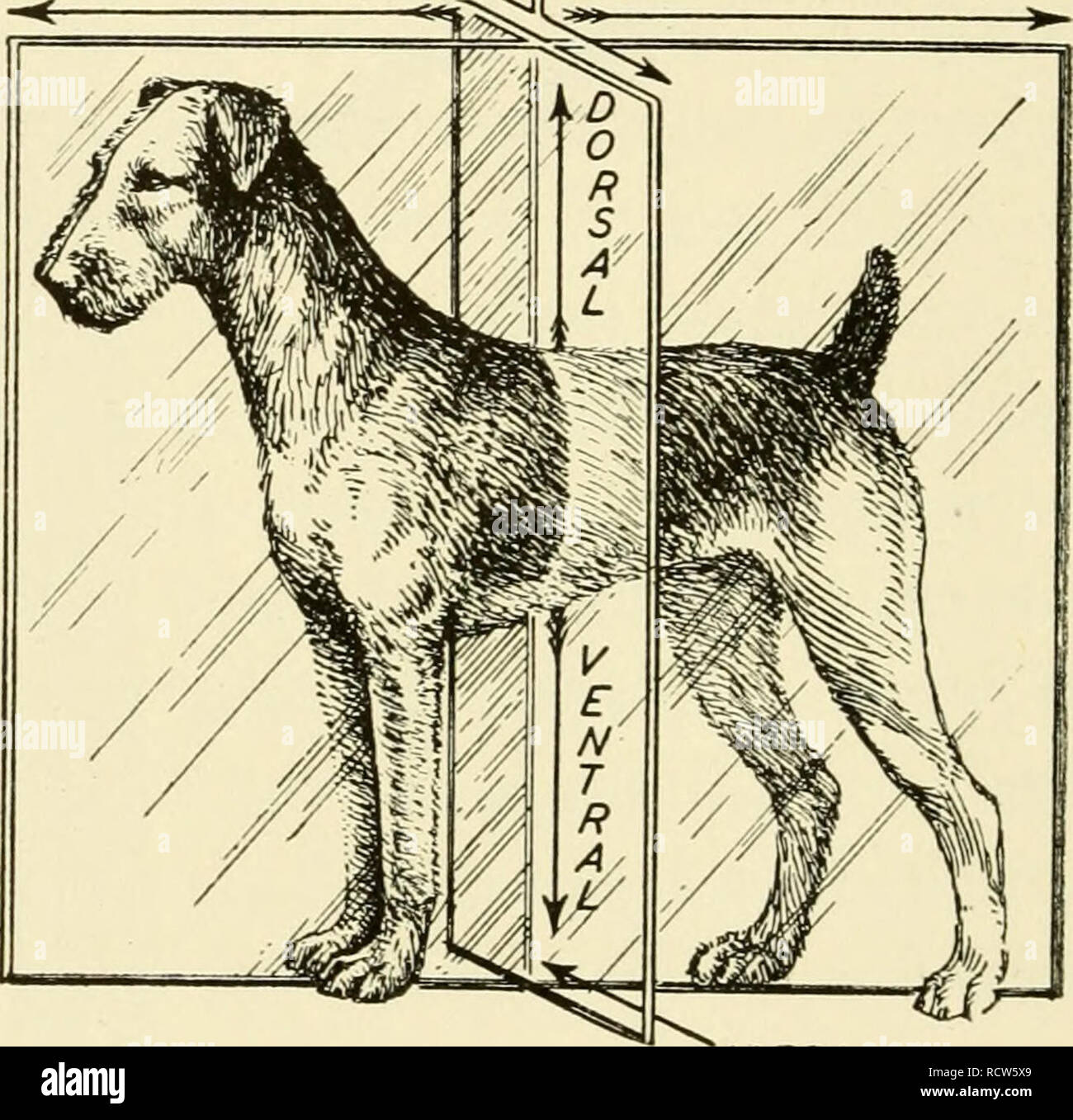 . Elemente der Biologie, insbesondere in Bezug auf ihre Rolle im Leben ...