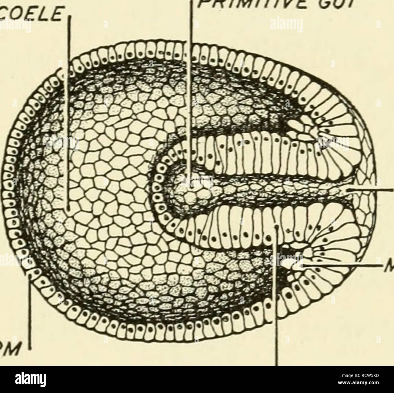 . Elemente der Biologie, insbesondere in Bezug auf ihre Rolle im Leben ...