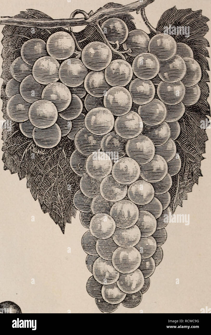 . Beschreibender Katalog der Obst- und Zierbäume, Evergreens, Weinreben ...