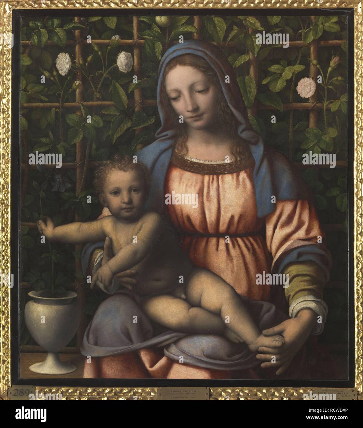 Die madonna del roseto -Fotos und -Bildmaterial in hoher Auflösung – Alamy