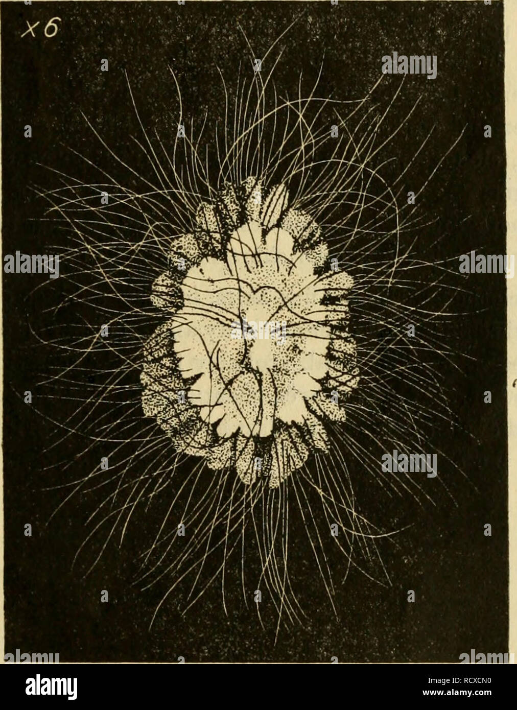 . Ein beschreibender Katalog der Skala Insekten ("coccidae") von ...