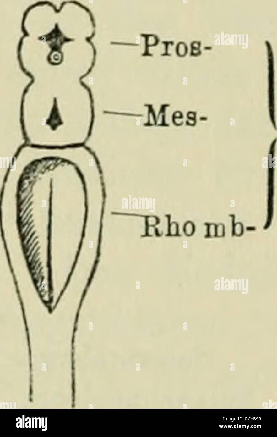. Der Frosch; zugleich eine Einf in das praktische Studium des ...