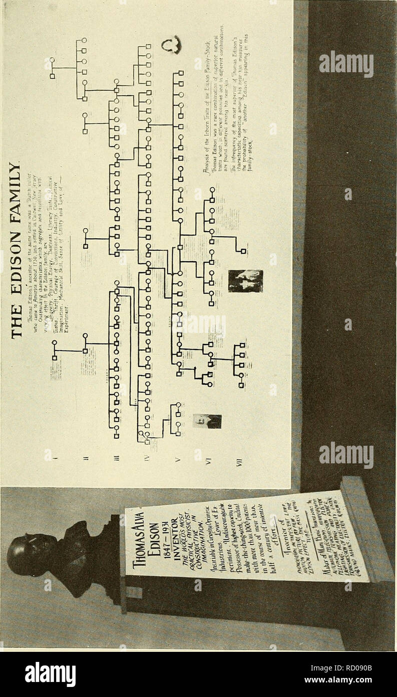 . Ein Jahrzehnt des Fortschritts in der Eugenik; Wissenschaftliche ...