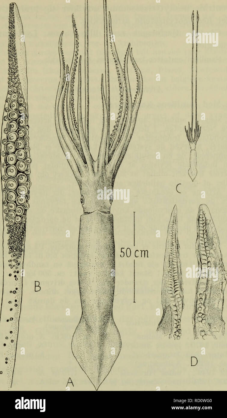Architeuthis sp -Fotos und -Bildmaterial in hoher Auflösung – Alamy
