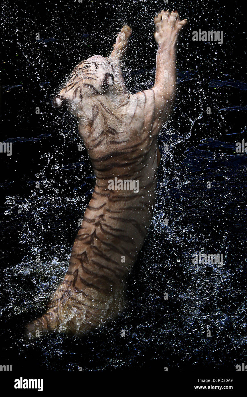 Aus dem fluss springen -Fotos und -Bildmaterial in hoher Auflösung – Alamy