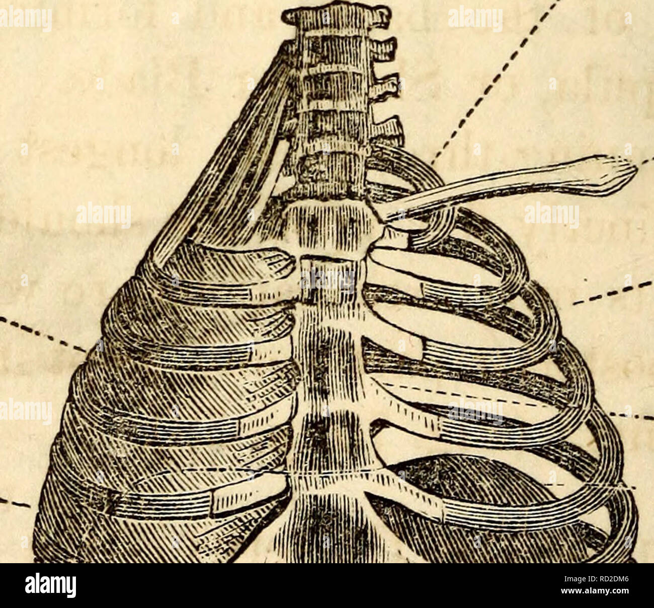 . Elementare Anatomie und Physiologie: für Hochschulen, Akademien und ...