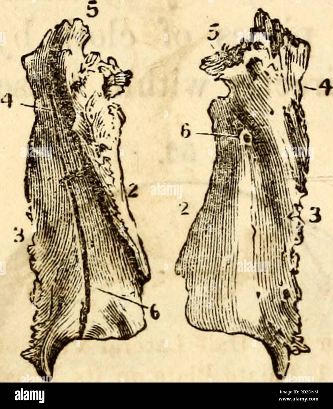 . Elementare Anatomie und Physiologie: für Hochschulen, Akademien und ...