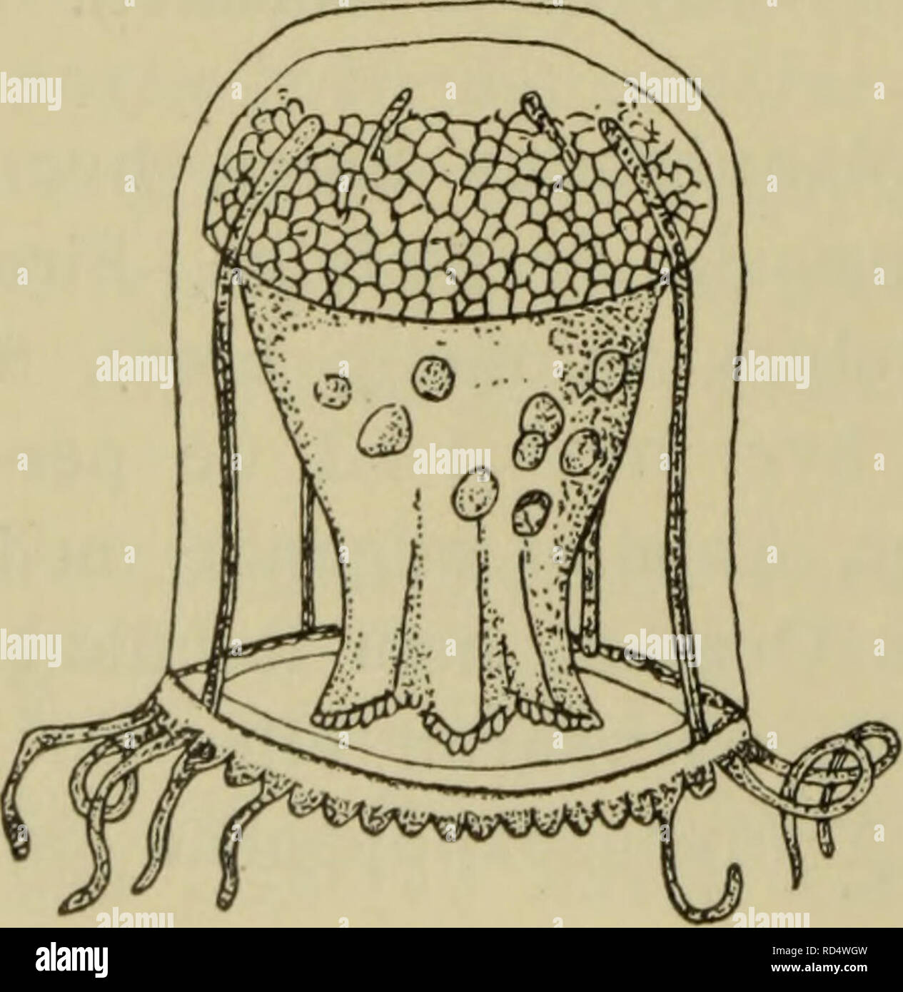 Nordkyst -Fotos und -Bildmaterial in hoher Auflösung – Alamy