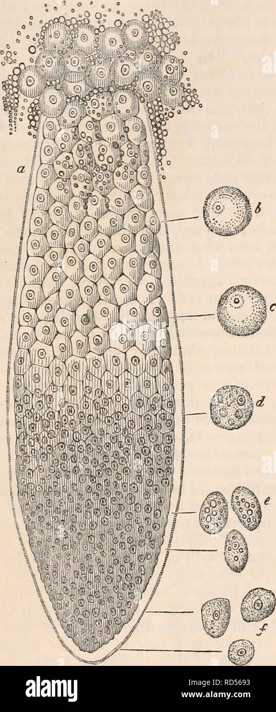 . Die cyclopaedia von Anatomie und Physiologie. Anatomie, Physiologie ...