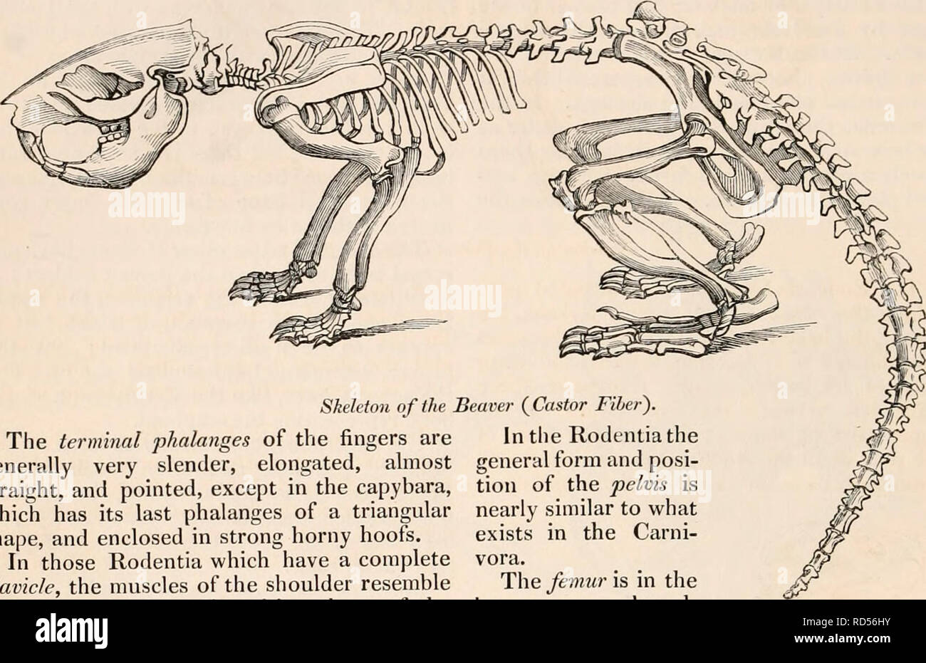 . Die cyclopaedia von Anatomie und Physiologie. Anatomie, Physiologie ...