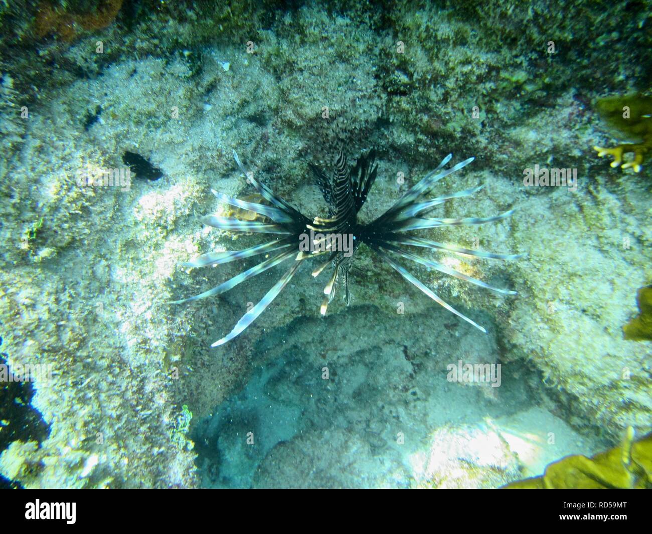 Flossen weit verbreitet -Fotos und -Bildmaterial in hoher Auflösung – Alamy