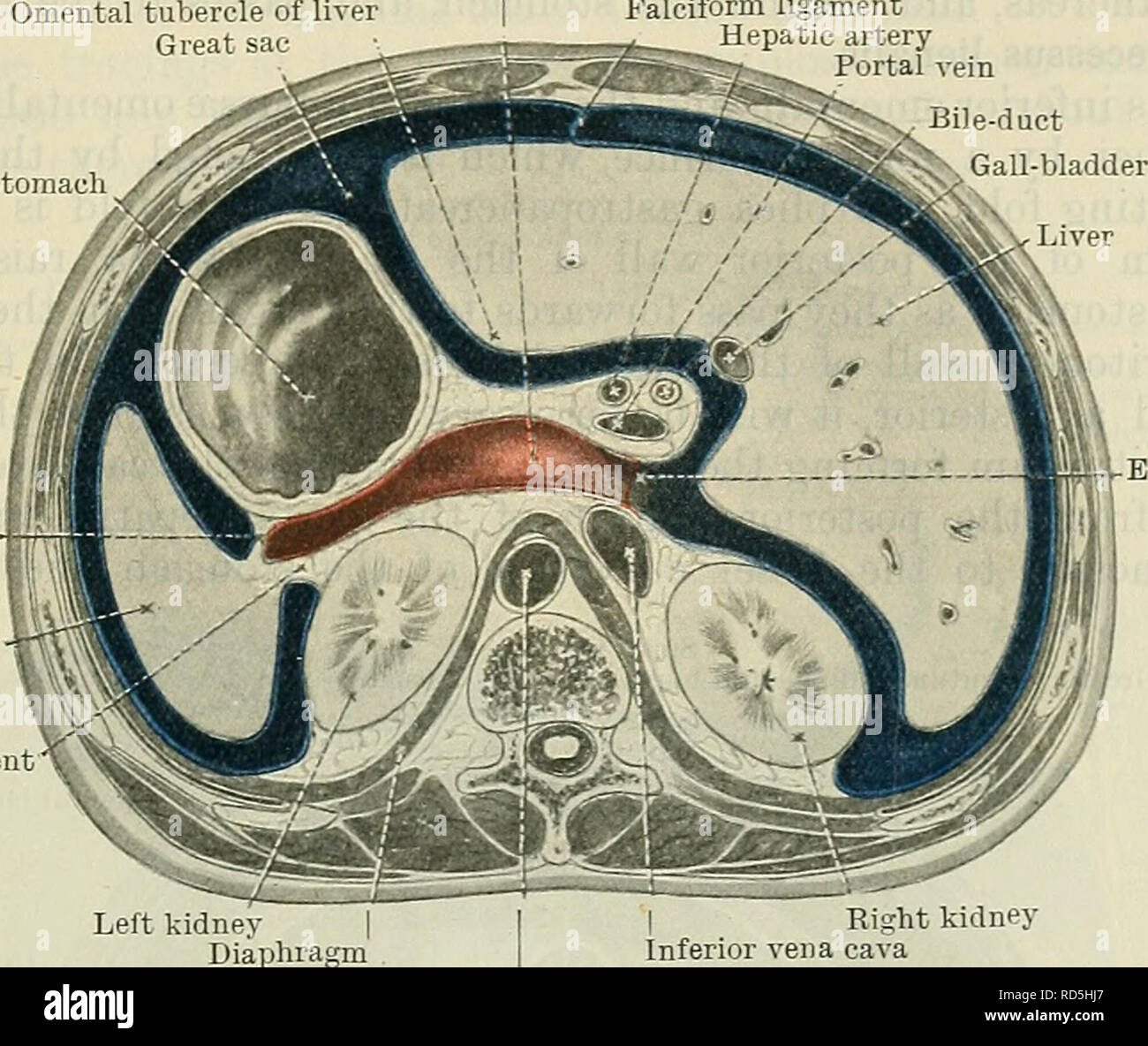 . Cunninghams Lehrbuch der Anatomie. Anatomie. PERITONEUM. 1239 Grenze ...