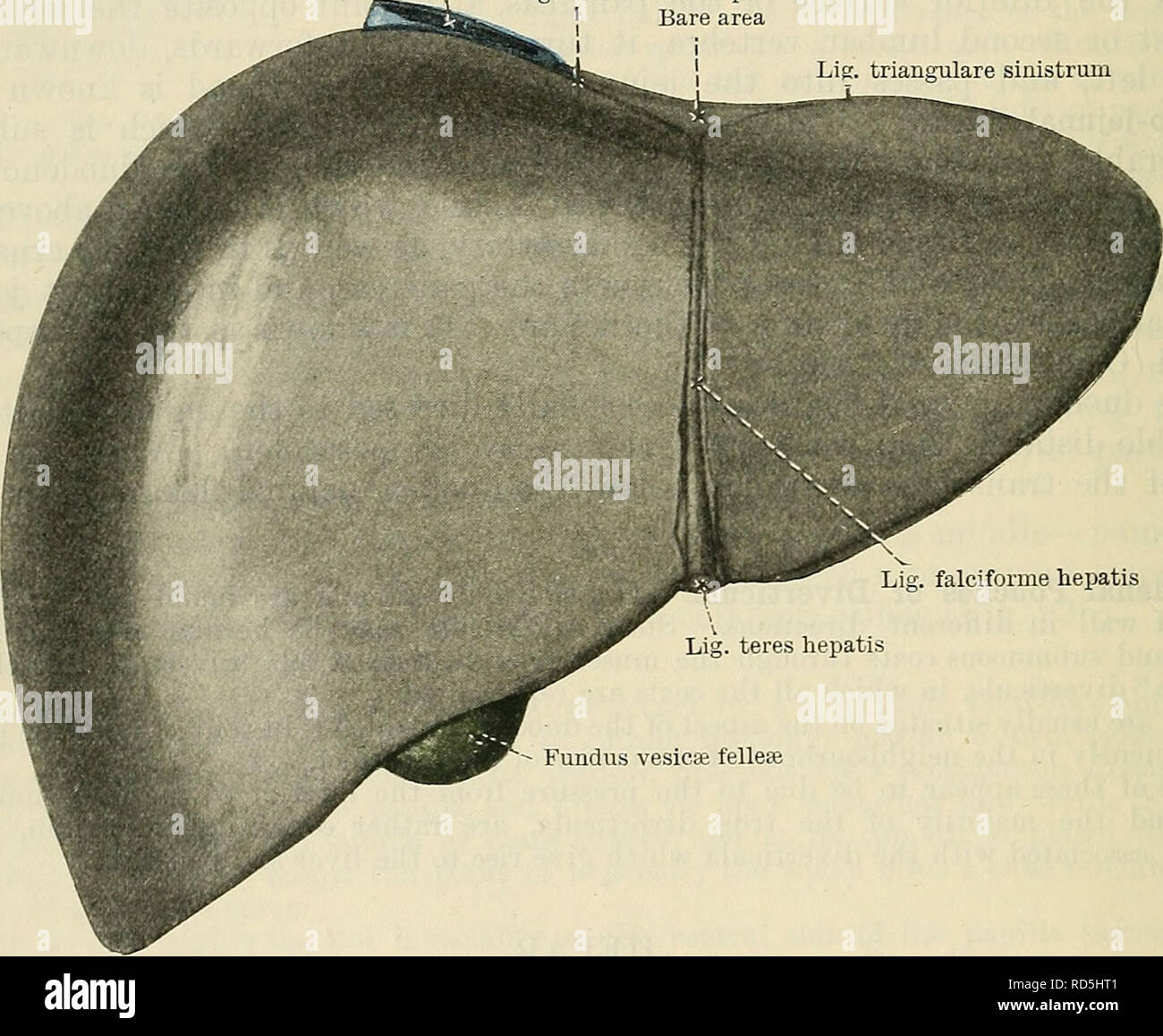 . Cunninghams Lehrbuch der Anatomie. Anatomie. 1188 DAS ...