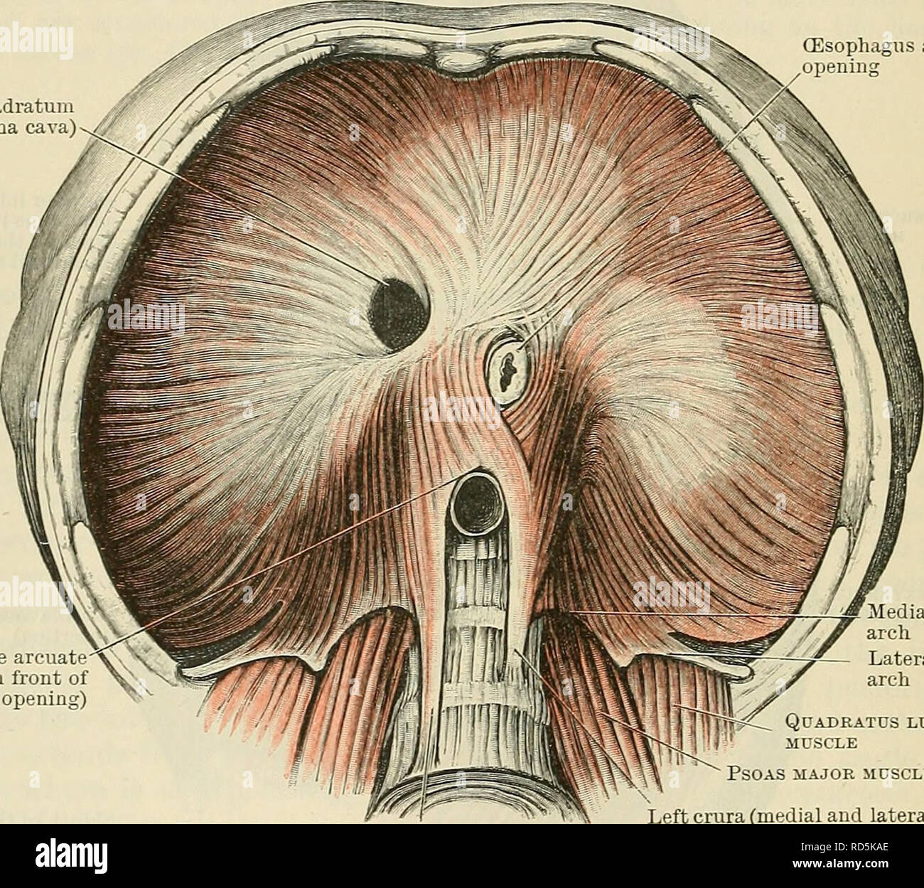 . Cunninghams Lehrbuch der Anatomie. Anatomie. 472 Die MUSCULAE SYSTEM ...