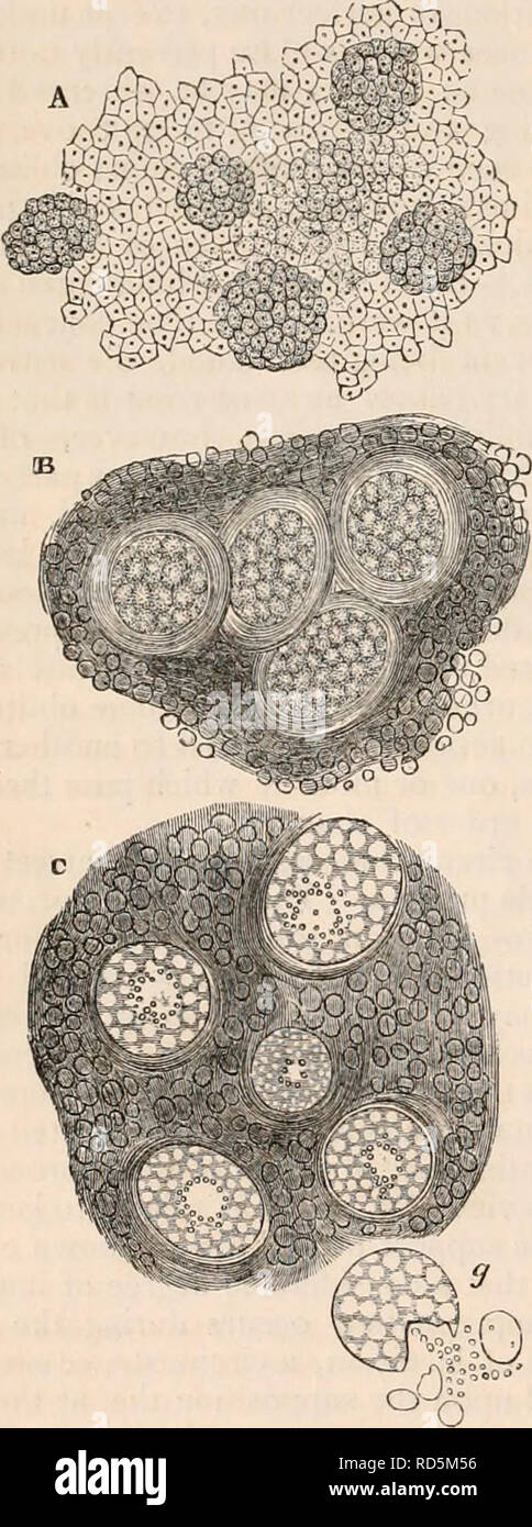 . Die cyclopaedia von Anatomie und Physiologie. Anatomie, Physiologie ...