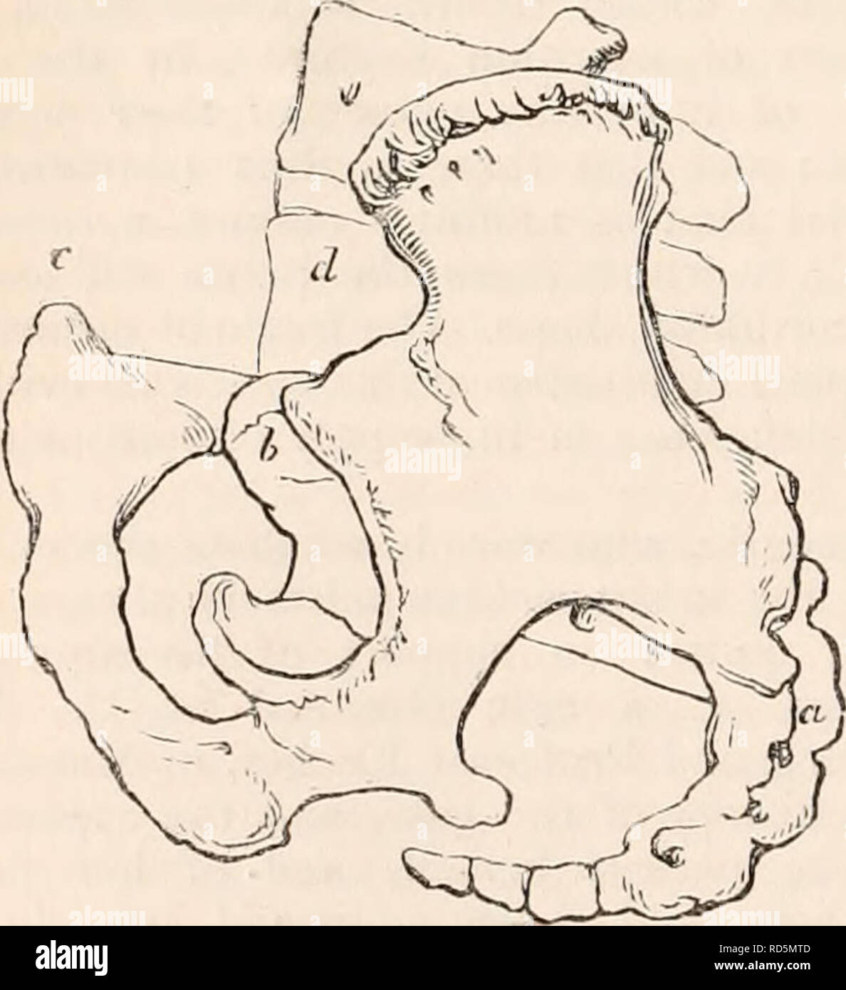 . Die cyclopaedia von Anatomie und Physiologie. Anatomie, Physiologie ...