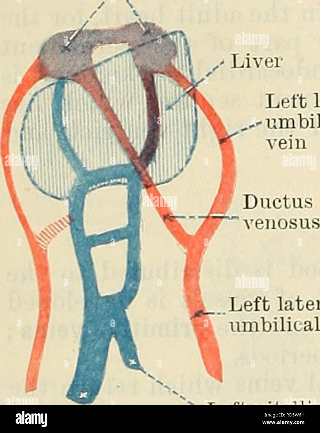 Inferior mesenteric vein -Fotos und -Bildmaterial in hoher Auflösung ...