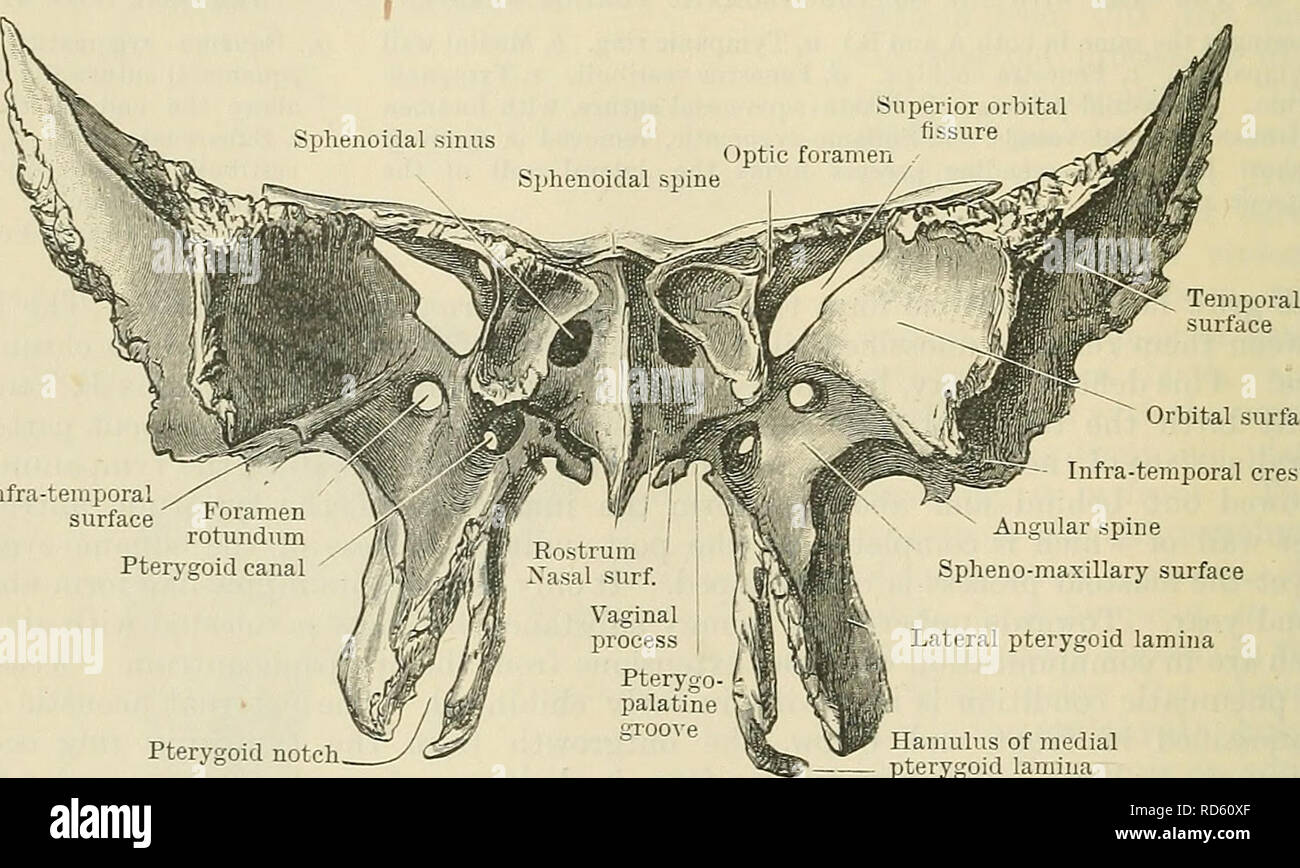 . Cunninghams Lehrbuch der Anatomie. Anatomie. Foramen rotund um Nut ...