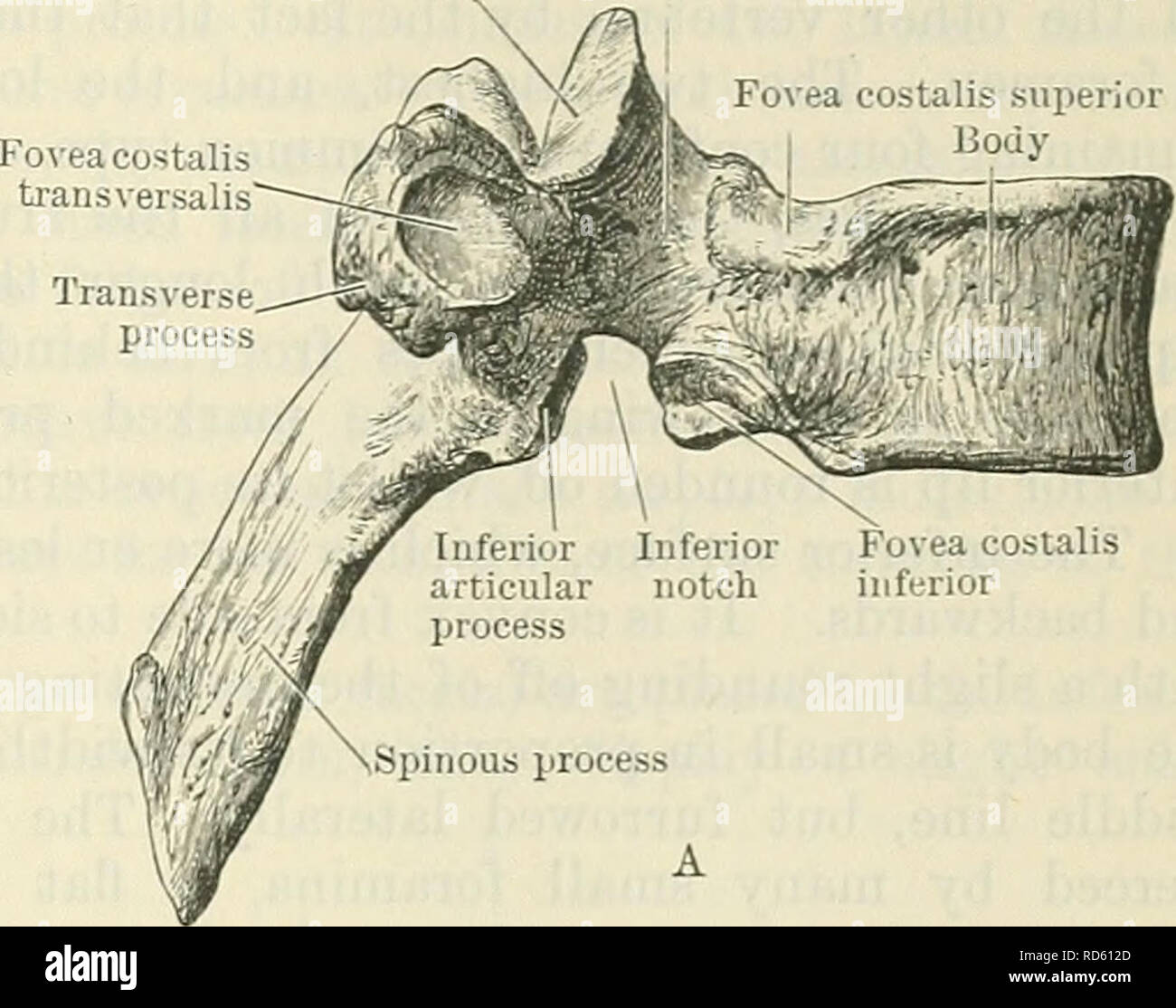 . Cunninghams Lehrbuch der Anatomie. Anatomie. VERTEBBAL SPALTE. 89 ...