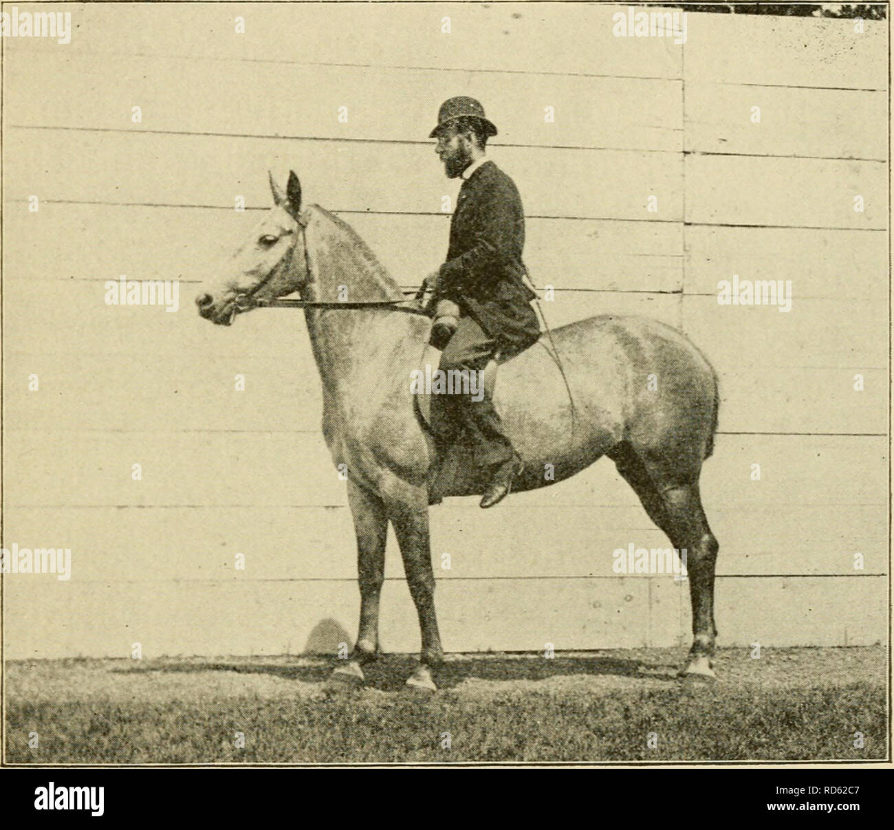 . Aufkantung, Trensen und Sporn: Eine Methode der Ausbildung junger ...
