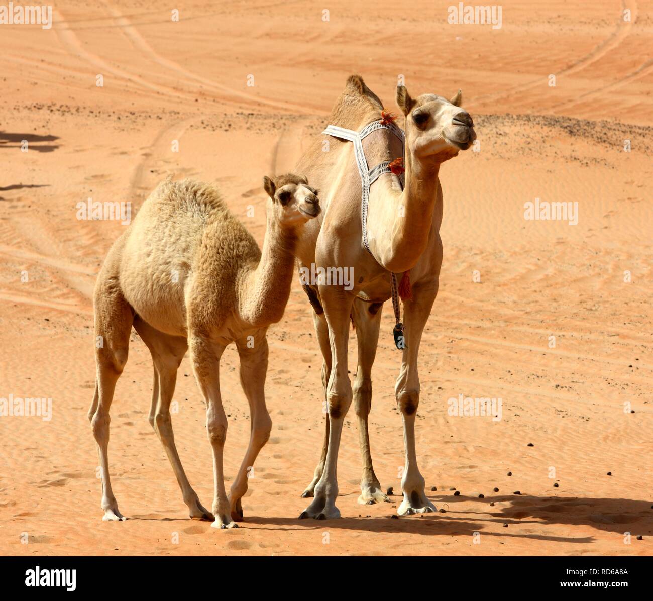 Farm dam empty -Fotos und -Bildmaterial in hoher Auflösung – Alamy
