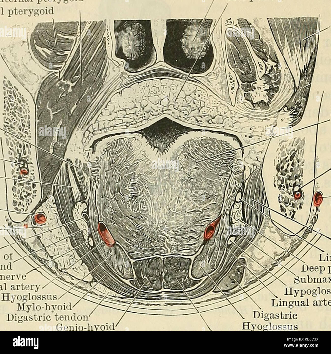 . Cunninghams Lehrbuch der Anatomie. Anatomie. 1382 SUKFACE UND ...