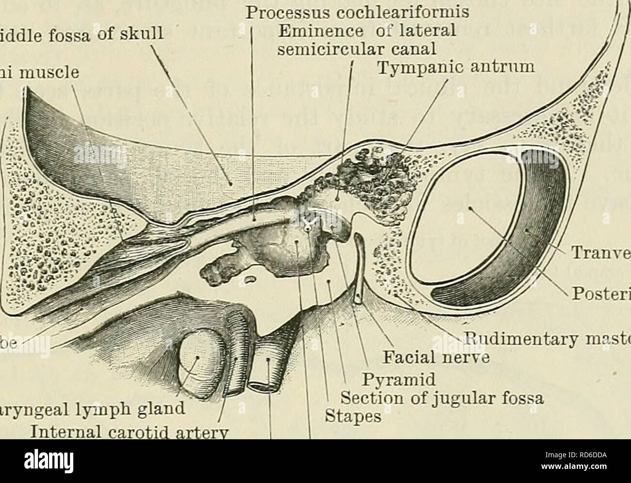 . Cunninghams Lehrbuch der Anatomie. Anatomie. Die CEANIUM. 1367 Chin ...