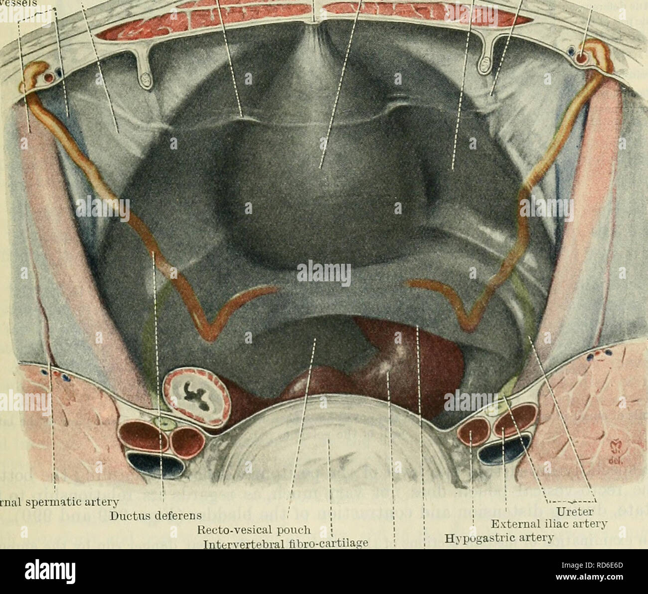 Seitenansicht des männlichen beckens -Fotos und -Bildmaterial in hoher ...