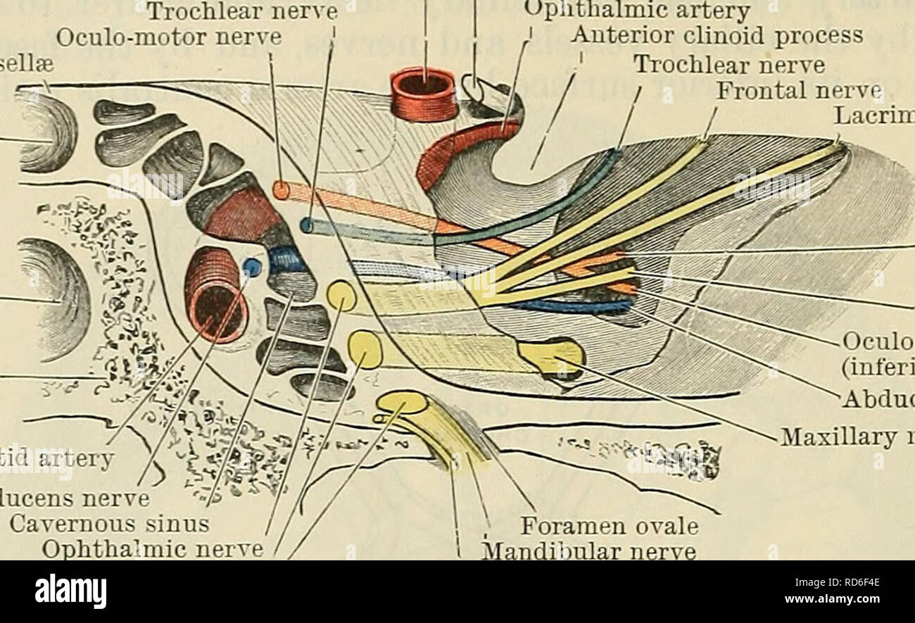 . Cunninghams Lehrbuch der Anatomie. Anatomie. 770 DAS NERVENSYSTEM ...