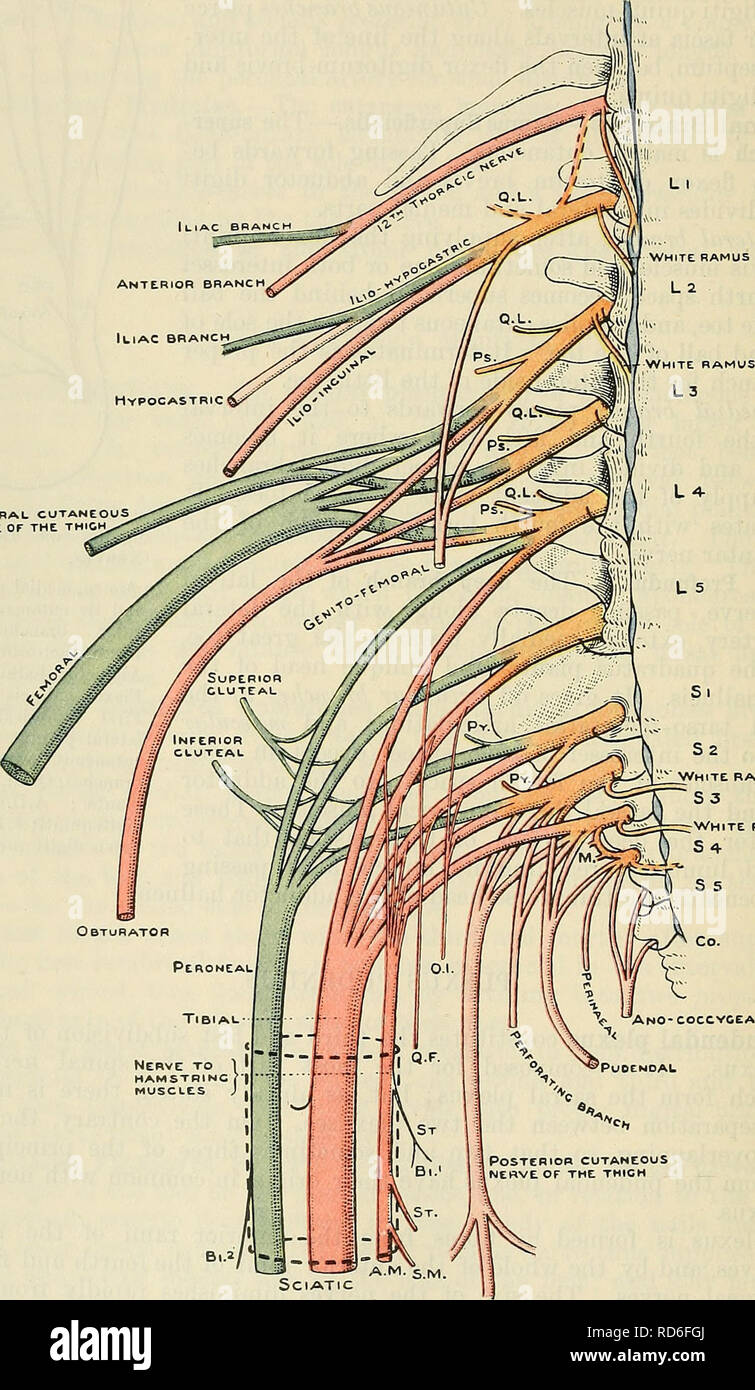 Nerven der unteren extremität -Fotos und -Bildmaterial in hoher ...