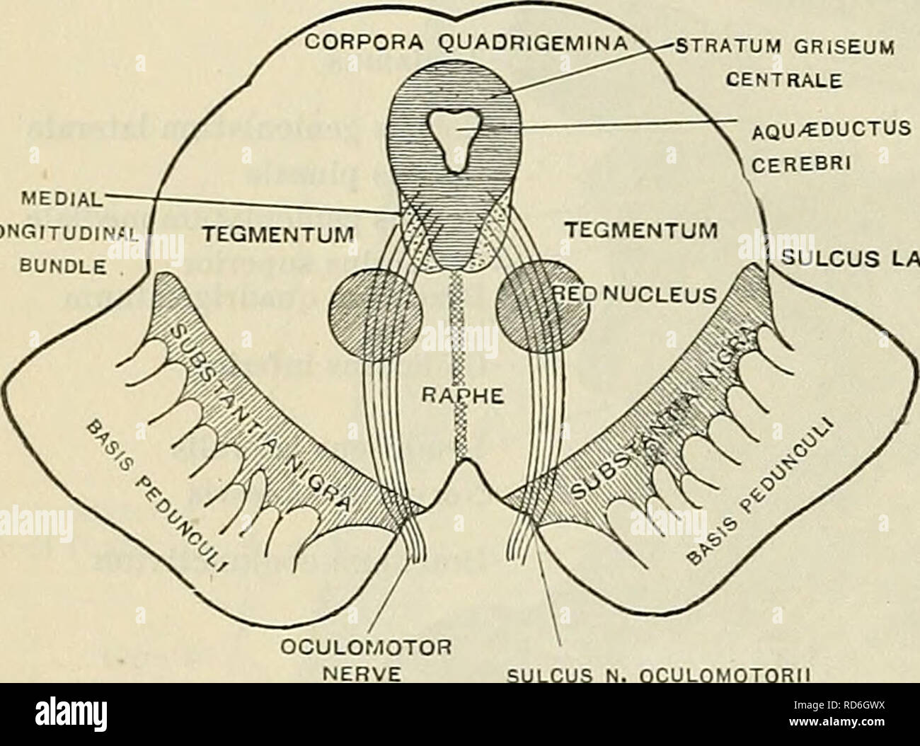 . Cunninghams Lehrbuch der Anatomie. Anatomie. 584 NEKVOUS SYSTEM. Nerv ...