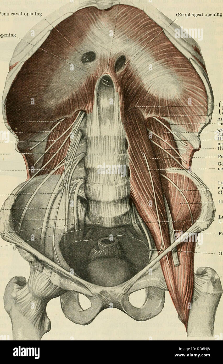 Hypogastric nerve -Fotos und -Bildmaterial in hoher Auflösung – Alamy