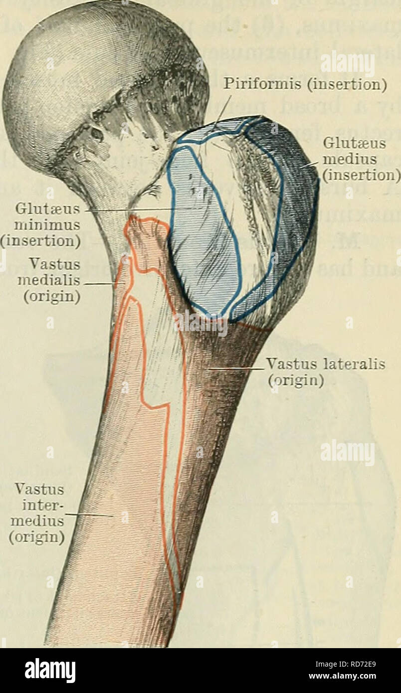 M rectus femoris -Fotos und -Bildmaterial in hoher Auflösung – Alamy