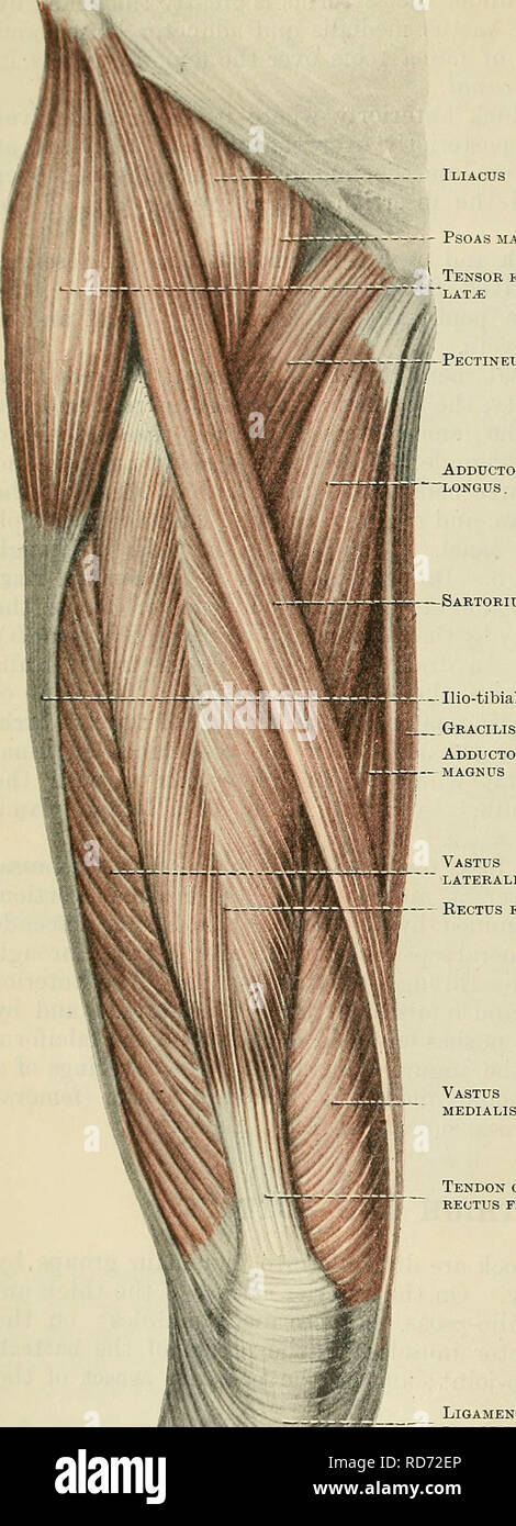 . Cunninghams Lehrbuch der Anatomie. Anatomie. 406 Die MUSCULAK SYSTEM ...