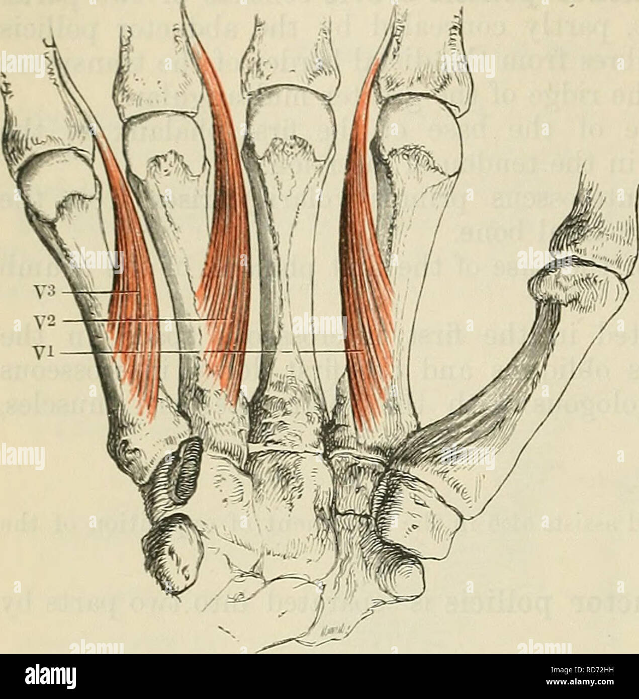 Transverse carpal ligament -Fotos und -Bildmaterial in hoher Auflösung ...
