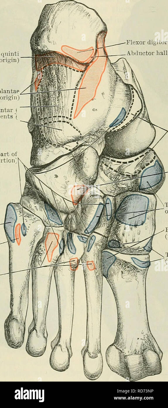 . Cunninghams Lehrbuch der Anatomie. Anatomie. Die TALUS. 25> die ...