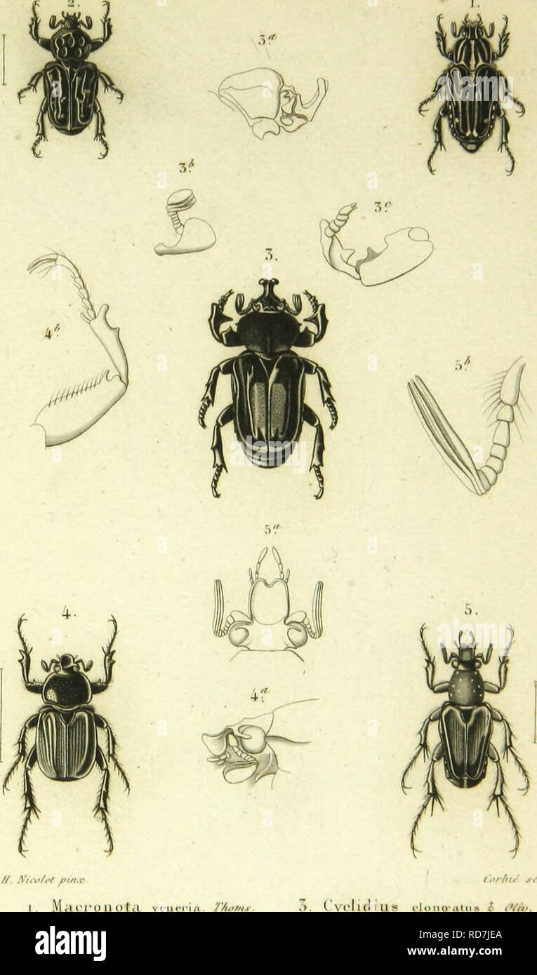 . Histoire Naturelle des Insectes: Gattungen des coleopteres, ou et ...