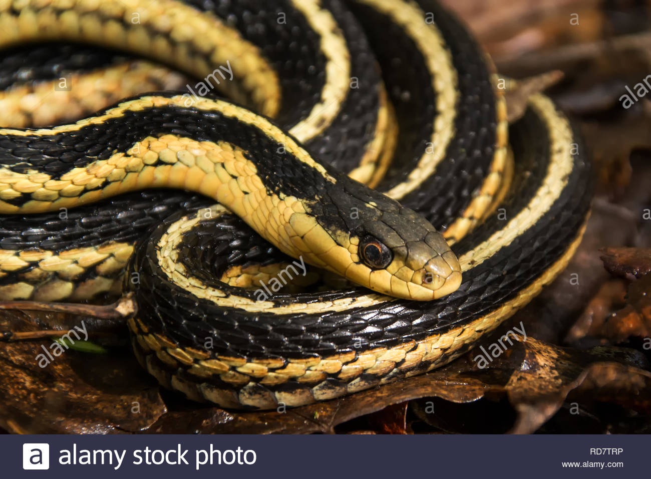 Snake Looking Up Stockfotos & Snake Looking Up Bilder - Alamy