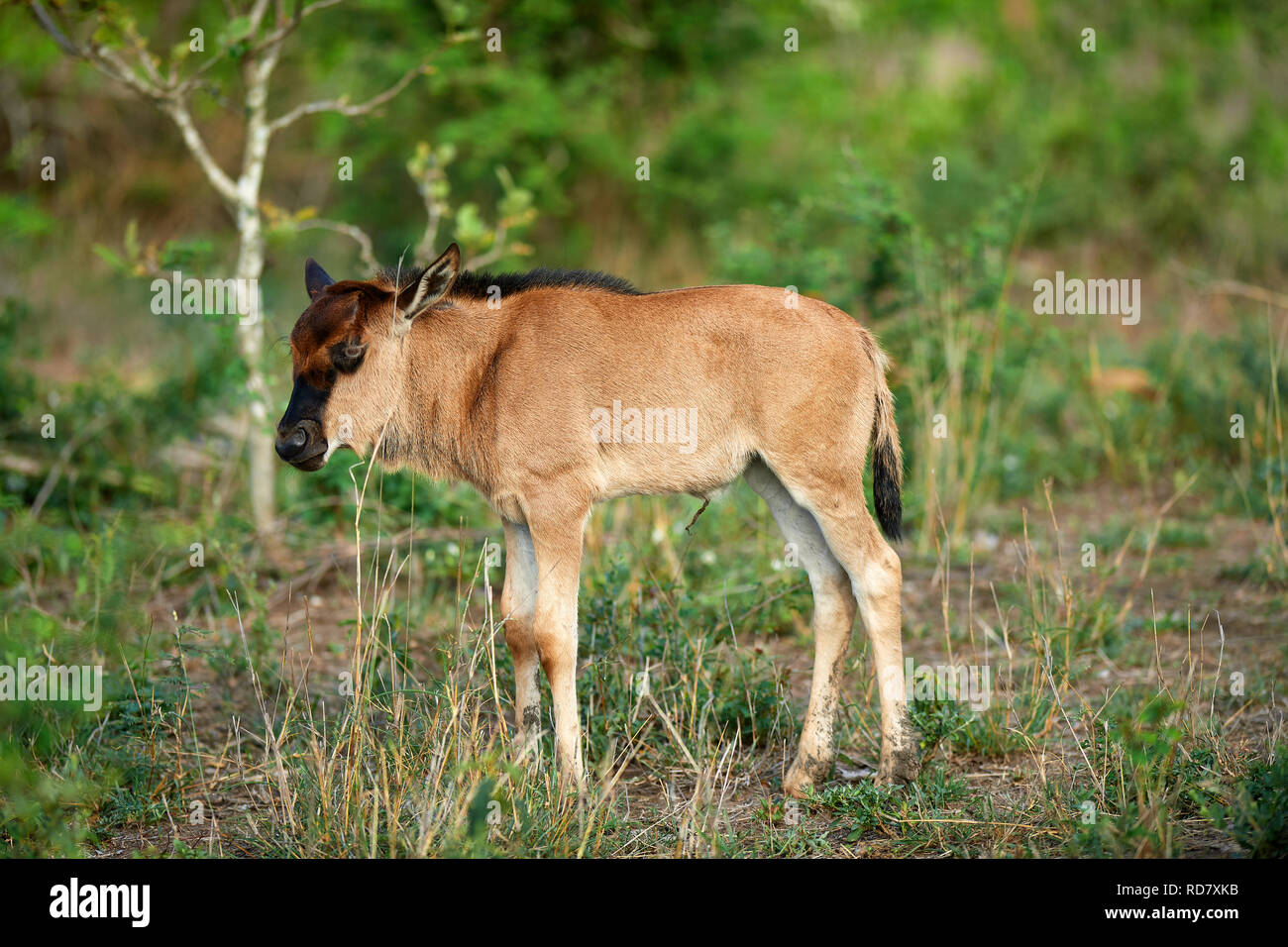 Gnu kalb -Fotos und -Bildmaterial in hoher Auflösung – Alamy