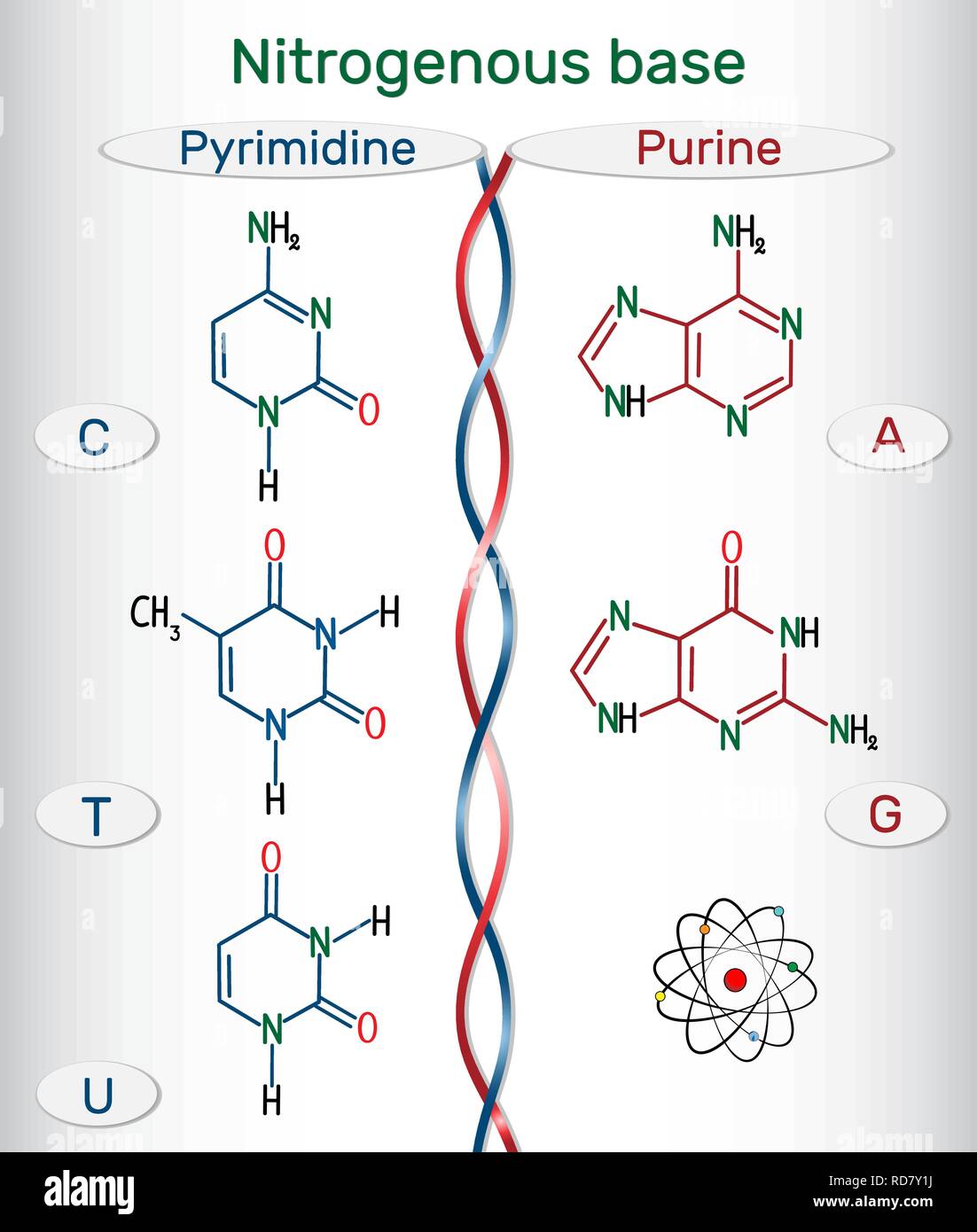 Chemische Strukturformeln der Purin- und Pyrimidin stickstoffhaltigen ...