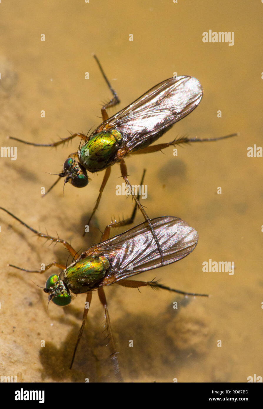 Langbeinige fliegt (Dolidopodidae spp) auf Wasser im Footprint von ...