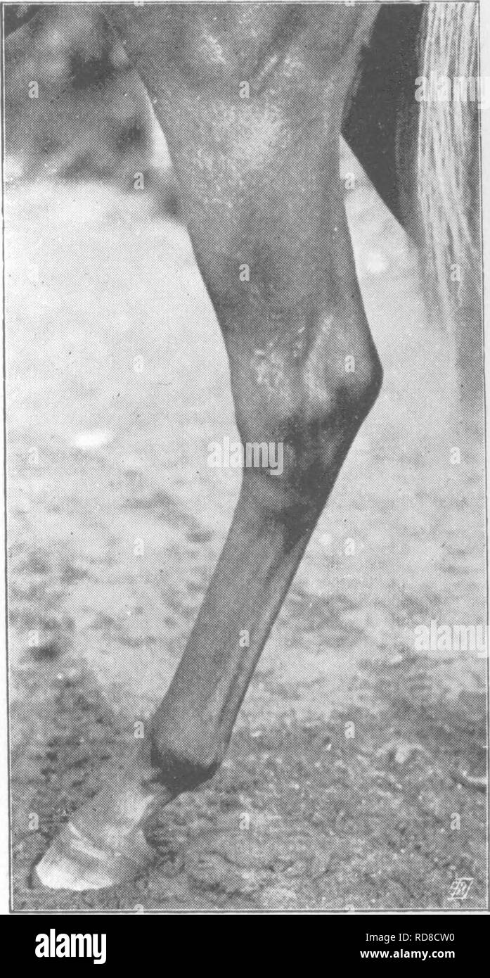 . Punkte des Pferdes; eine Abhandlung über den Körperbau, Bewegungen ...