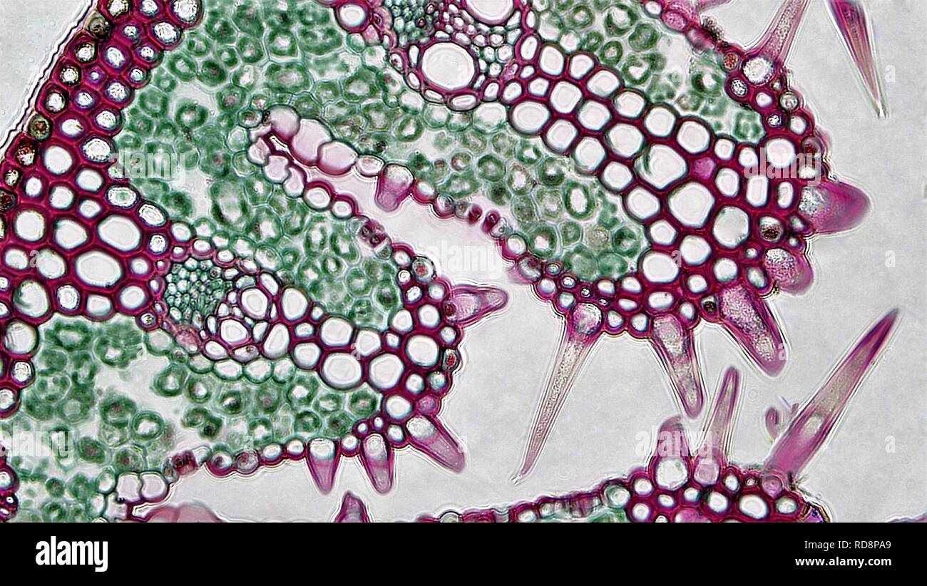 Angiospermen Morphologie Adaxial Oberfläche in Ammophila (36451100213 ...